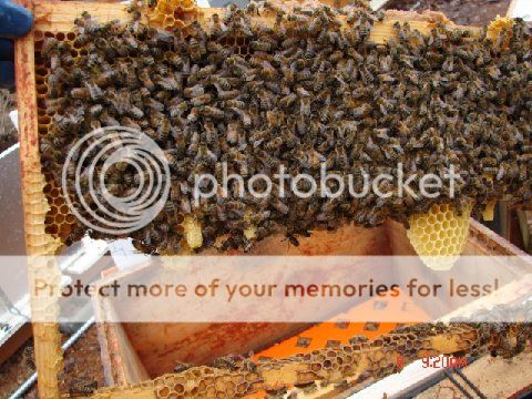 The quality of queens raised from emergency cells? | Beesource Beekeeping Forums